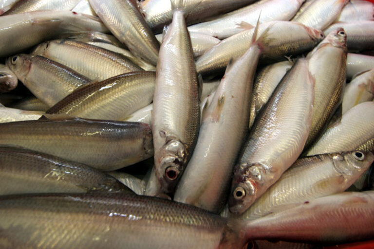 FISCHSPEZIALITÄT BALCHEN | Blog Luzern-Vierwaldstättersee