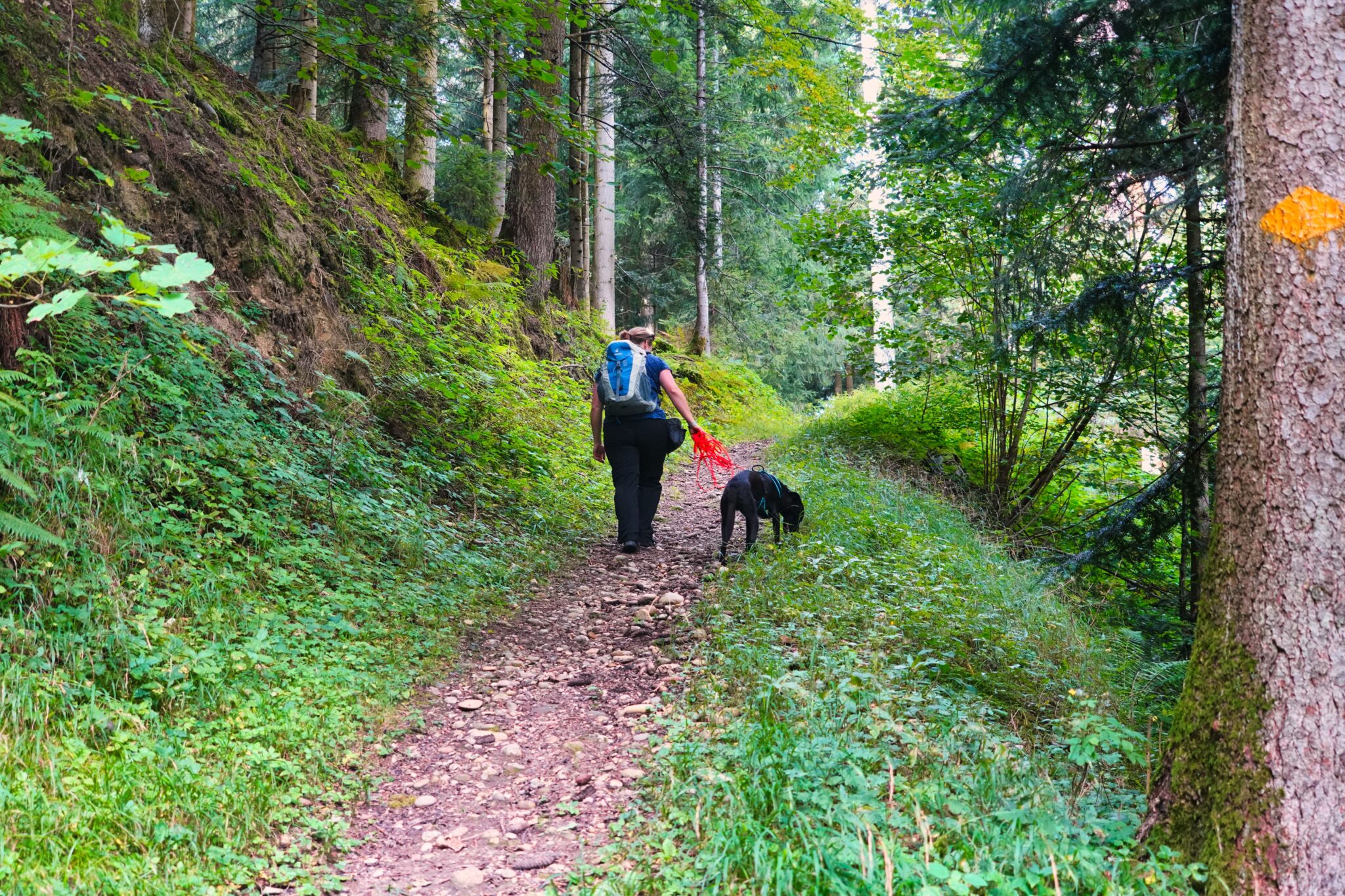 Schöne Wanderwege Mit Hund In Der Nähe