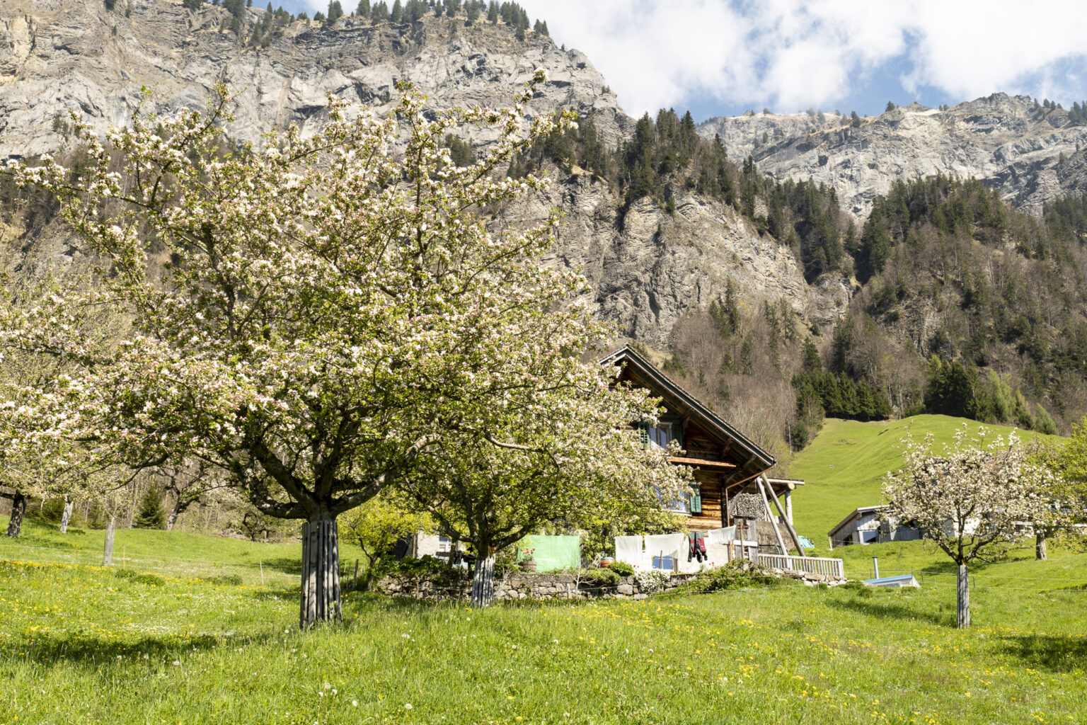 KIRSCHBLÜTEN IN SCHWYZ | Blog Luzern-Vierwaldstättersee