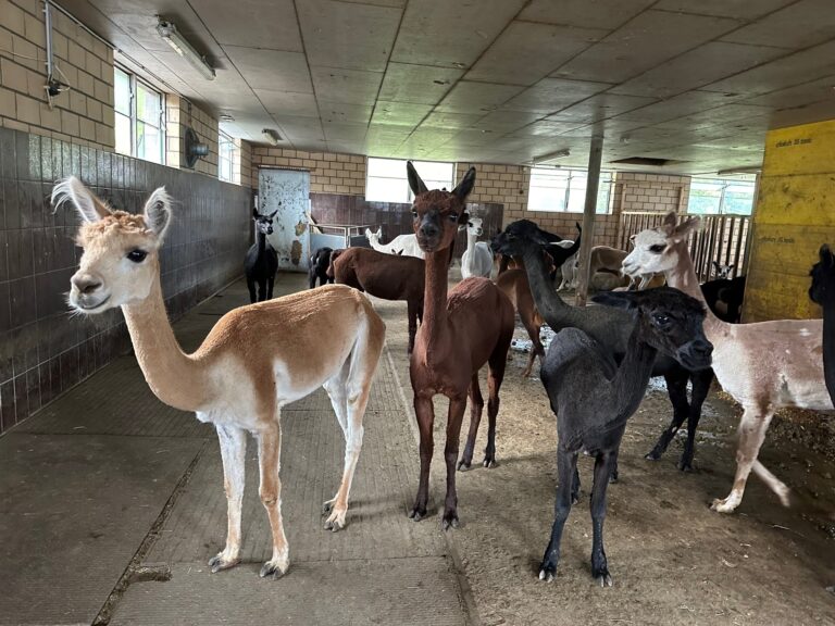 ENTSPANNUNG INMITTEN ALPAKAS | Blog Luzern-Vierwaldstättersee