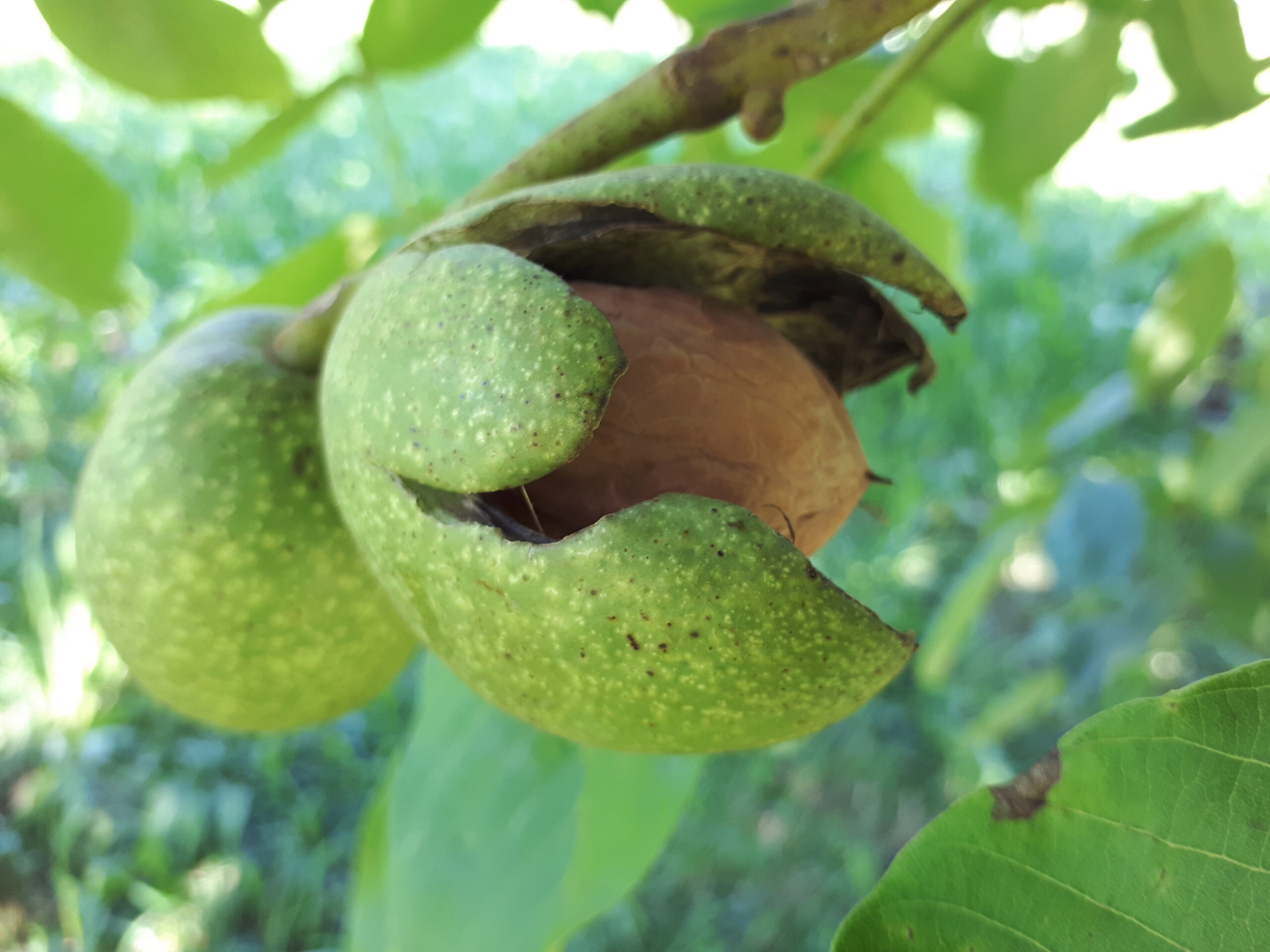 GE-NUSS SEMPACHERSEE | Blog Luzern-Vierwaldstättersee
