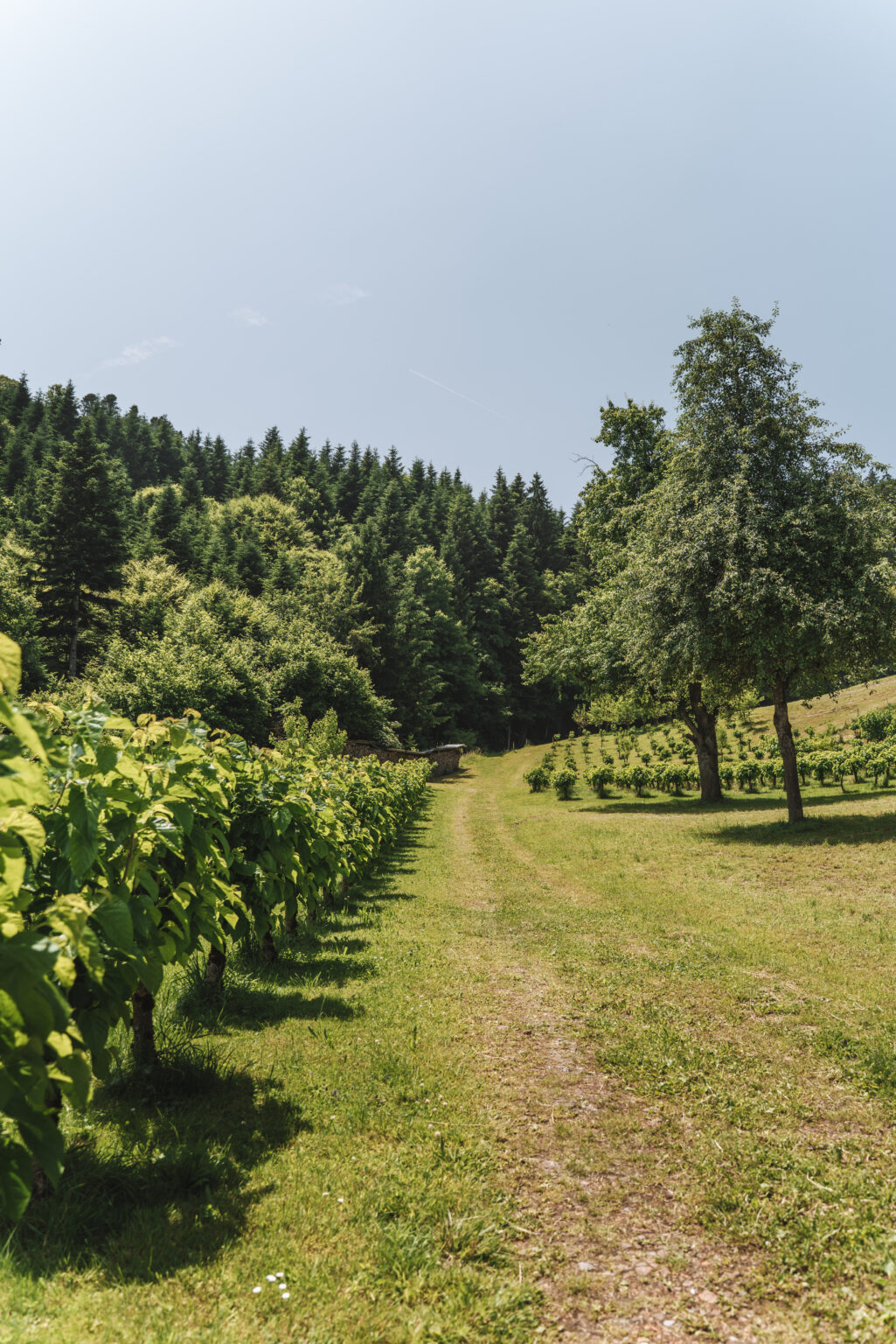 SEIDENRAUPENFARM FLUCK WILLISAU | Blog Luzern-Vierwaldstättersee